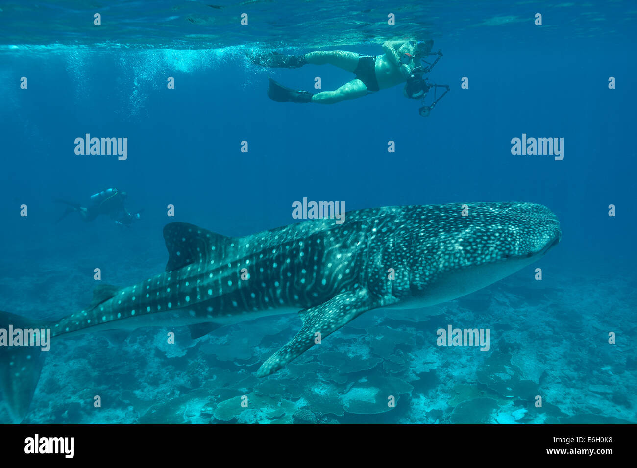 Underwater photographer chasing a whale shark in Maldives, Indian Ocean ...