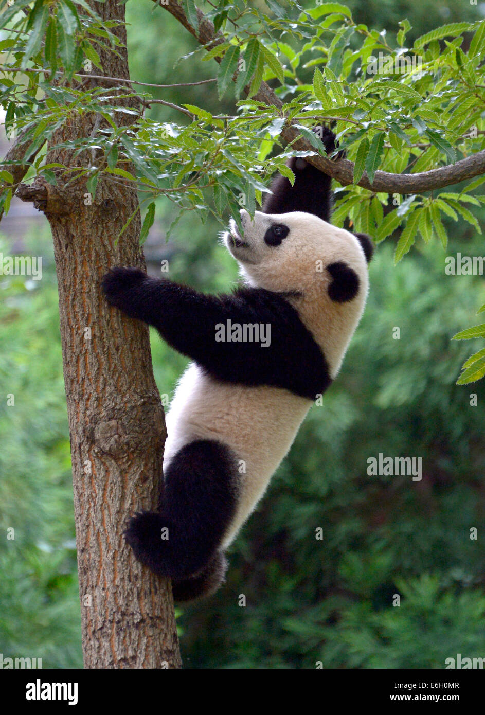 Bao bao national zoo hi-res stock photography and images - Alamy