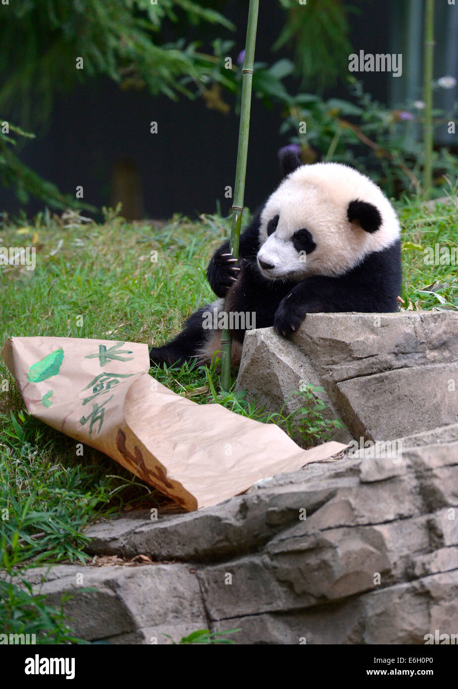 Bao bao national zoo hi-res stock photography and images - Alamy