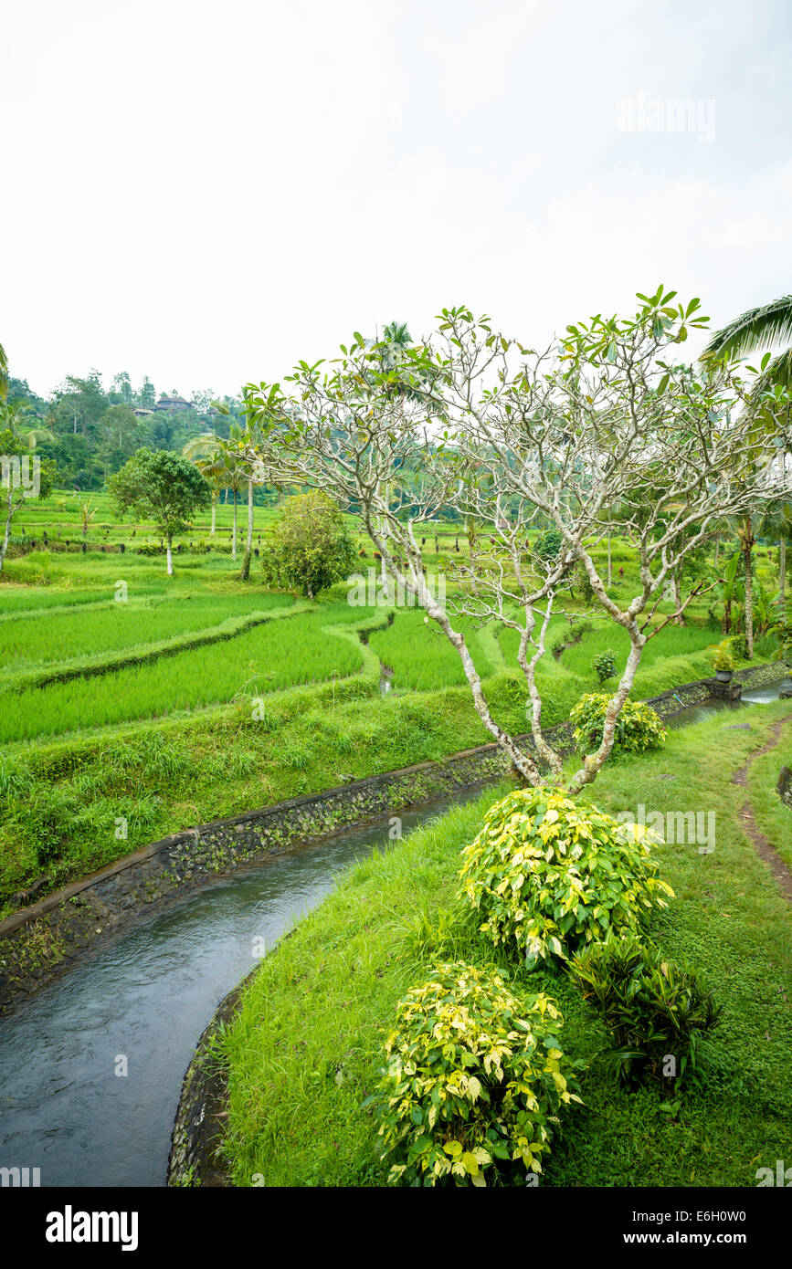 Rice paddies of Bali on the cloudy overcast day with a little rain ...