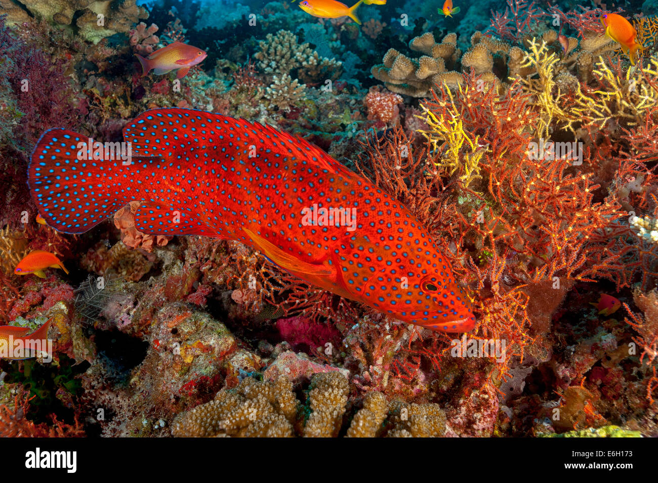 Coral grouper hi-res stock photography and images - Alamy