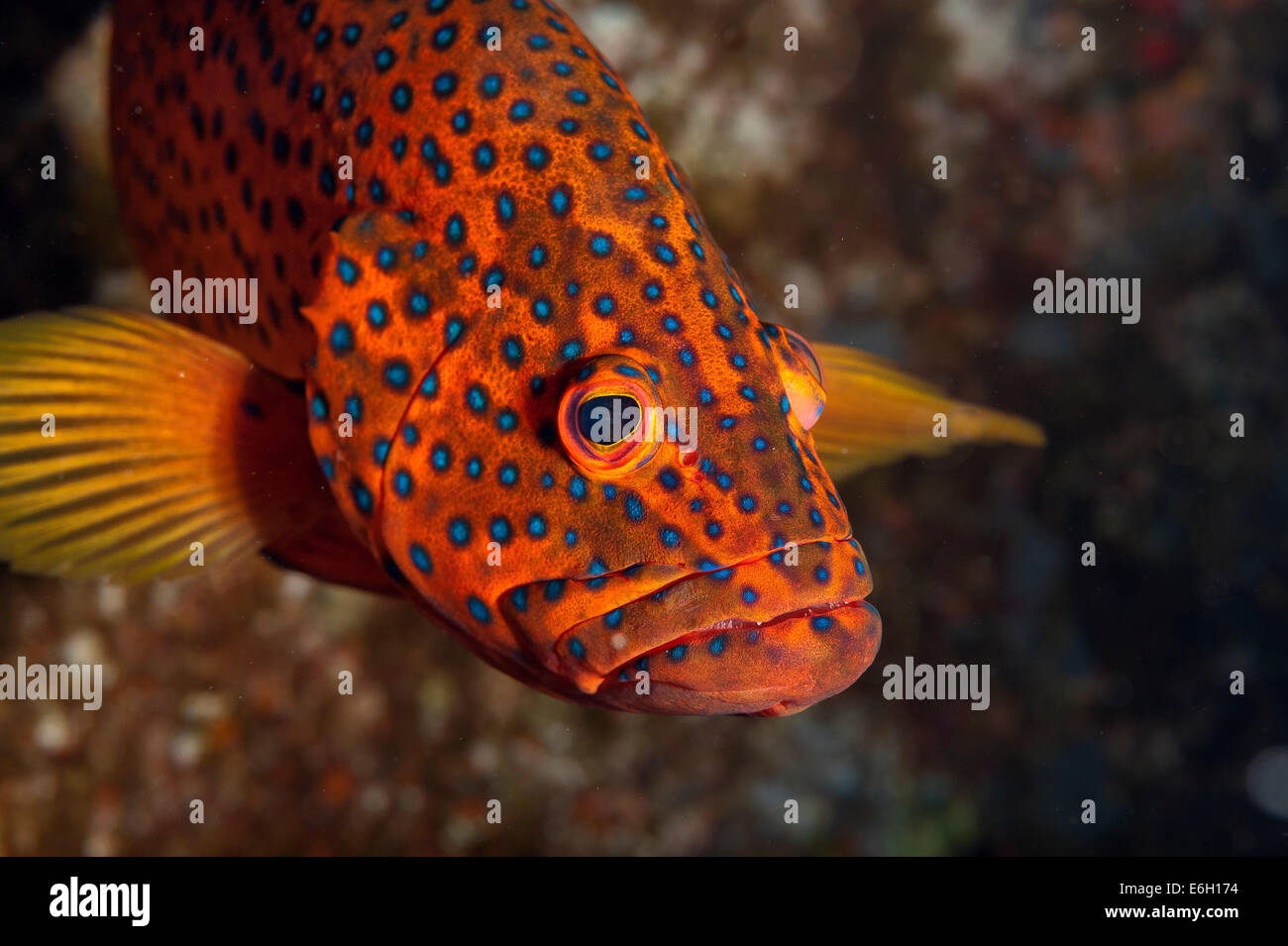 Grouper in maldives hi-res stock photography and images - Alamy