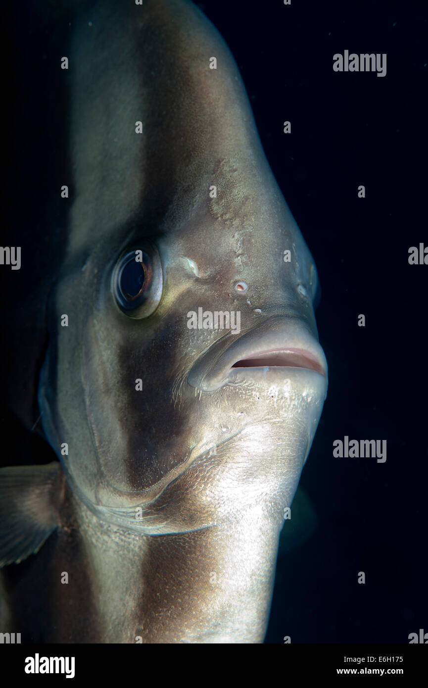Teira batfish in Maldives, Indian Ocean Stock Photo - Alamy