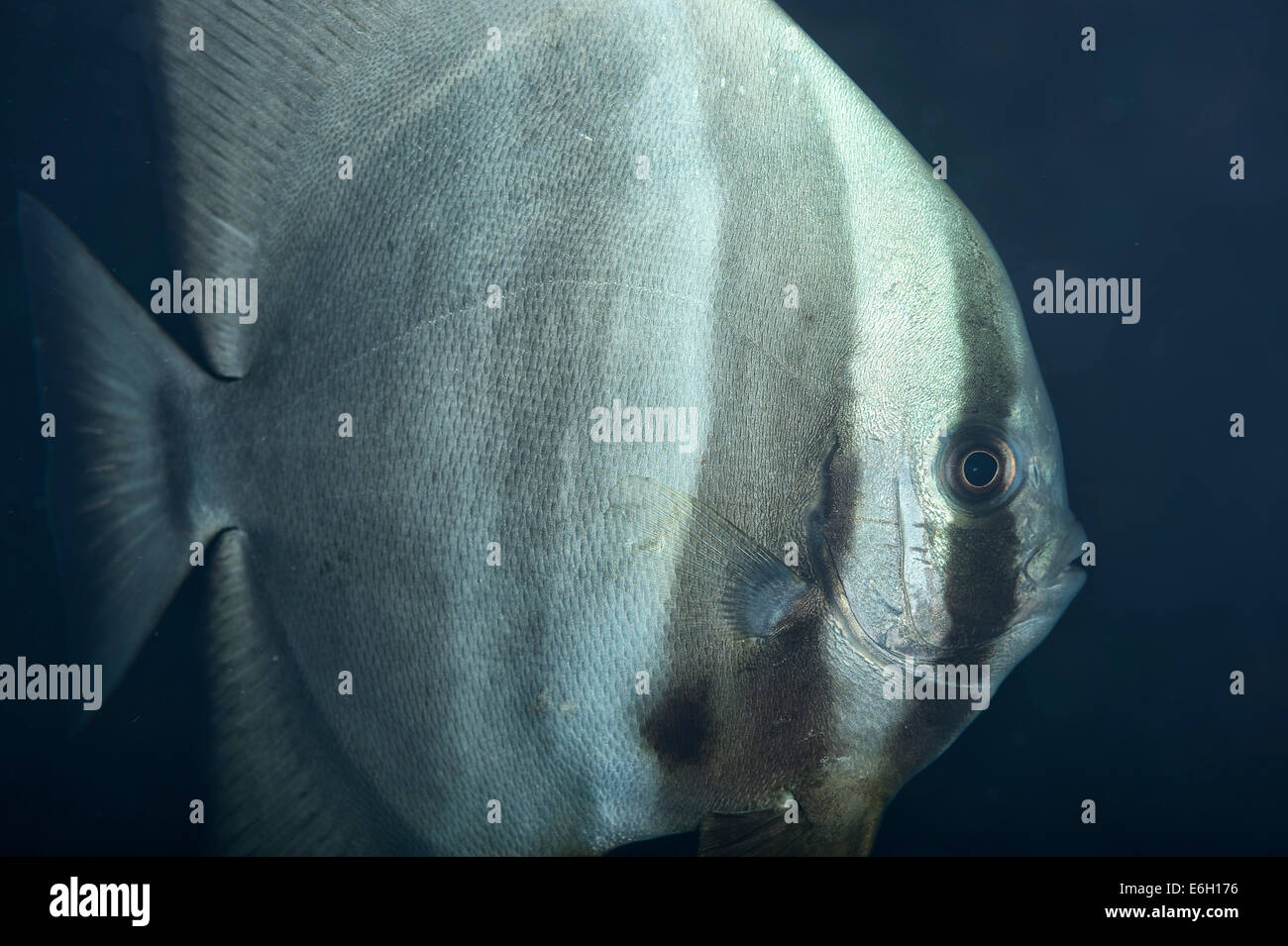 Teira batfish in Maldives, Indian Ocean Stock Photo - Alamy
