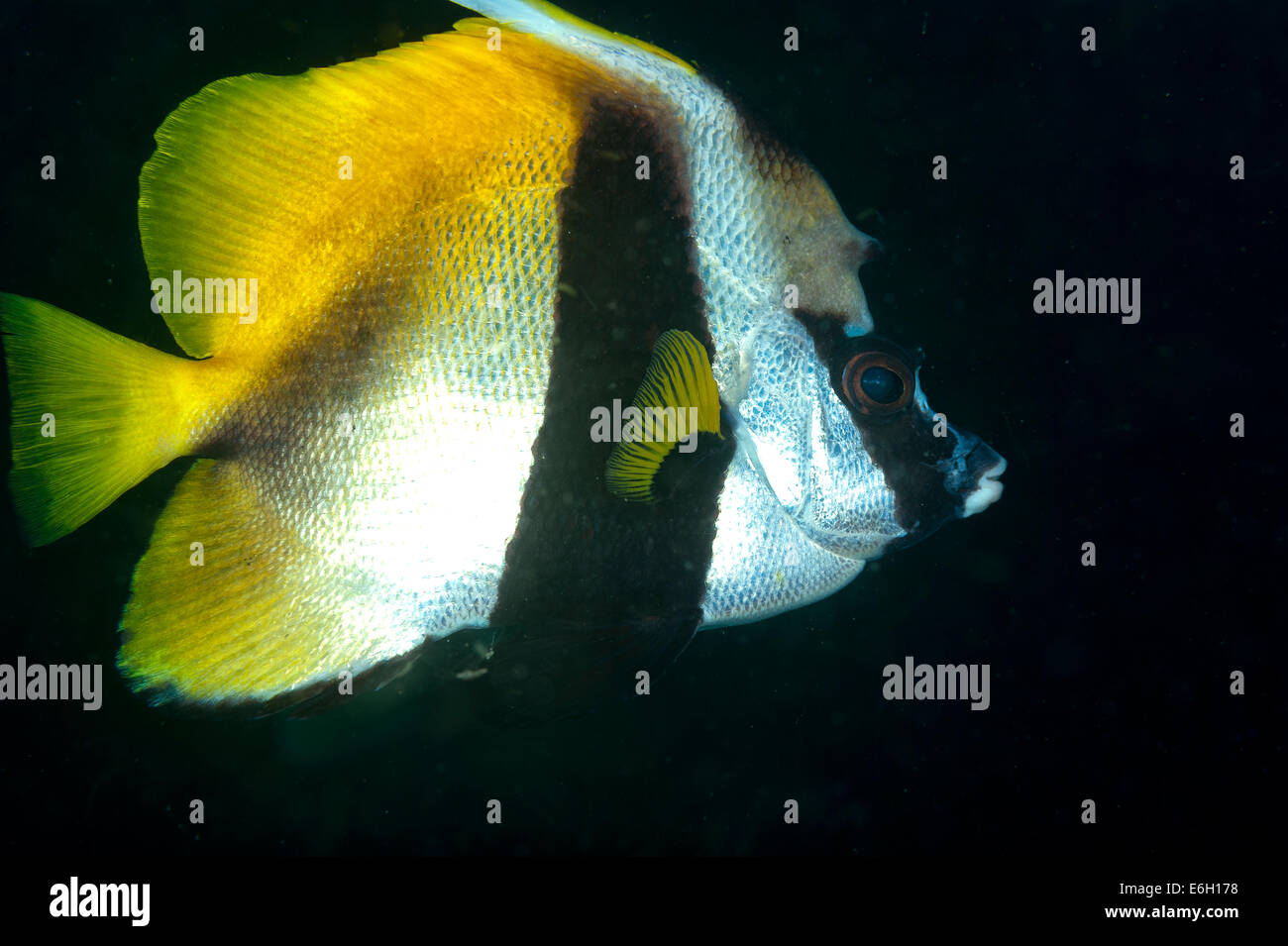Masked bannerfish in Maldives, Indian Ocean Stock Photo - Alamy