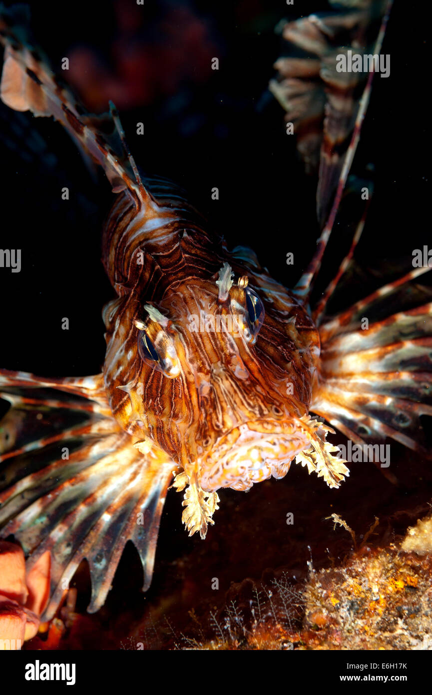 Indian lionfish hi-res stock photography and images - Alamy
