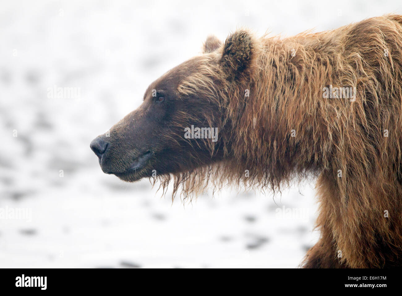 Alaska Brown Bear Boar Portrait Stock Photo - Alamy