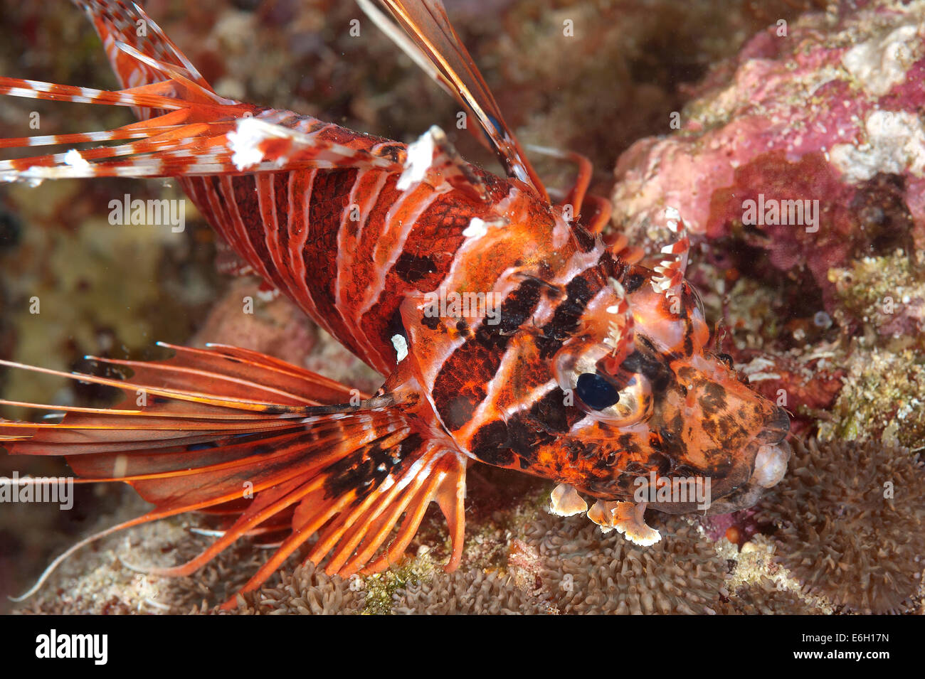 Spotfin lionfish in Maldives, Indian Ocean Stock Photo - Alamy