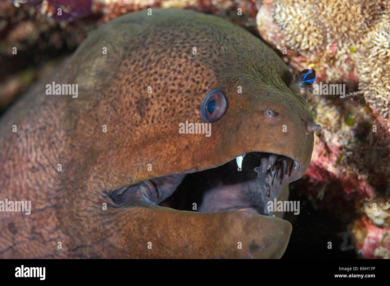 Giant moray in Maldives, Indian Ocean Stock Photo - Alamy