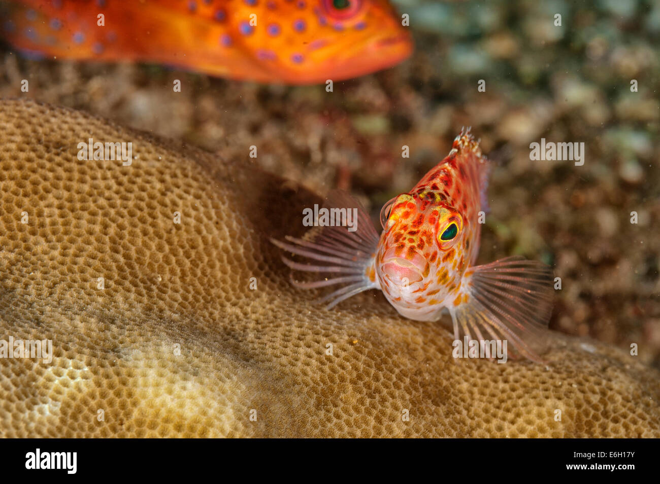 Pixy hawkfish in Maldives, Indian Ocean Stock Photo - Alamy