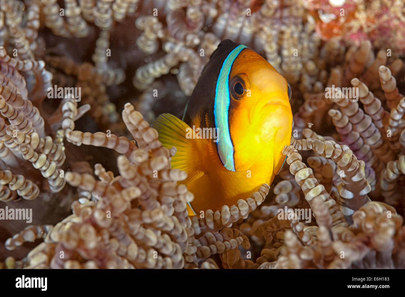Threeband anemonefish in Maldives, Indian Ocean Stock Photo - Alamy