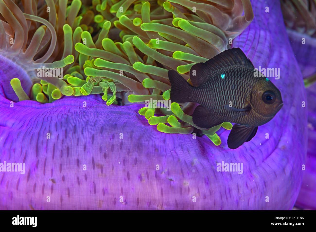 Monarch damsel scientific name hi-res stock photography and images - Alamy