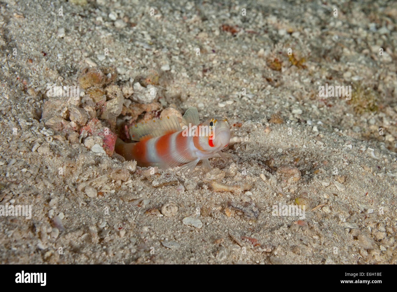 Aurora shrimpgoby with alpheid shrimp in Maldives, Indian Ocean Stock ...