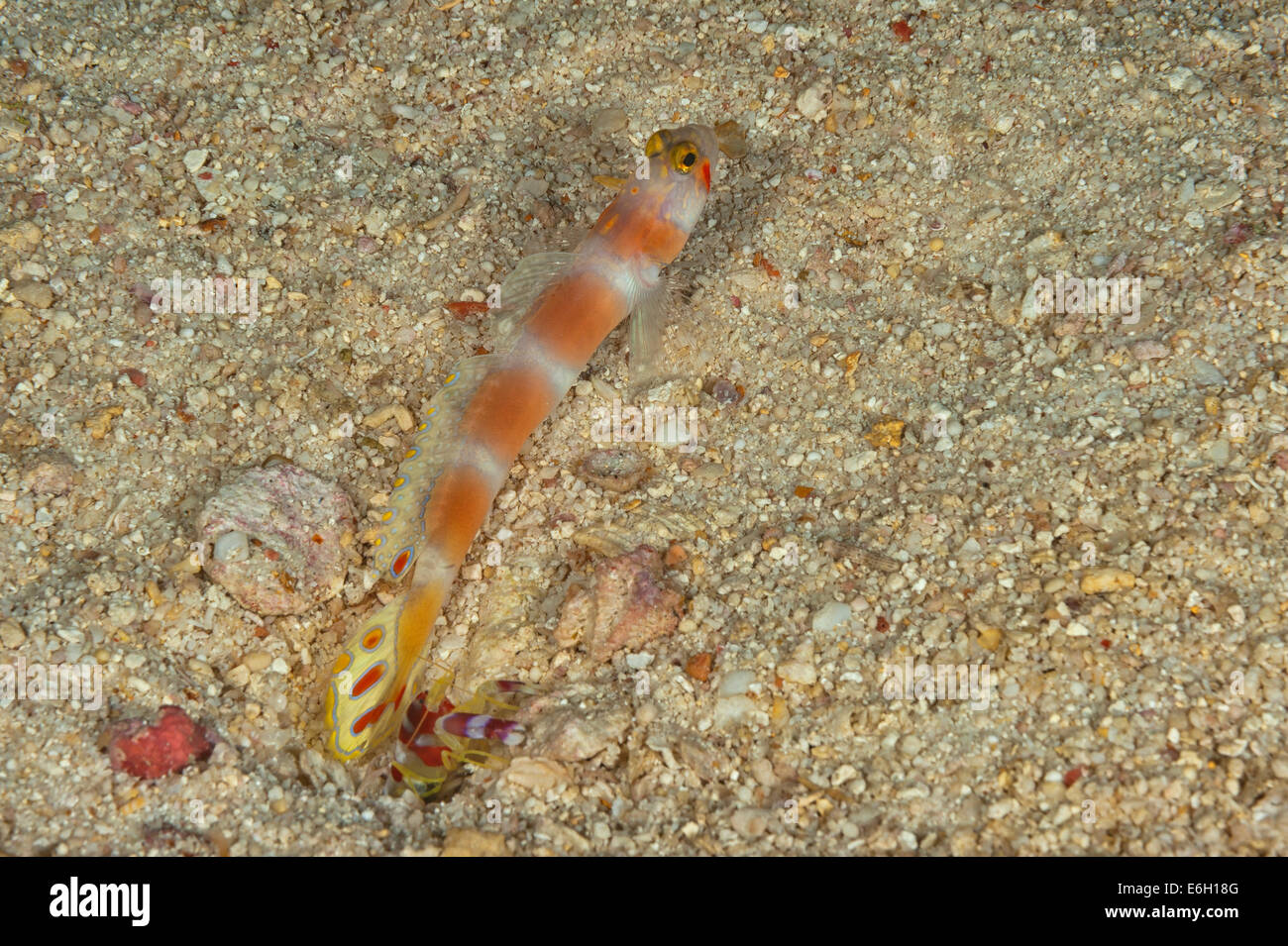 Aurora shrimpgoby with alpheid shrimp in Maldives, Indian Ocean Stock ...