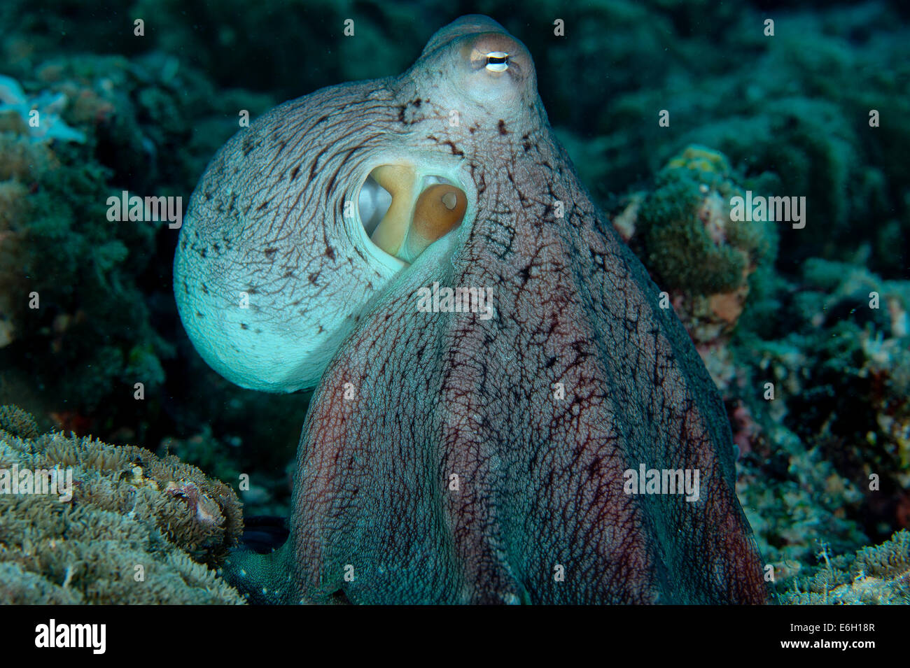 Day octopus in Maldives, Indian Ocean Stock Photo - Alamy