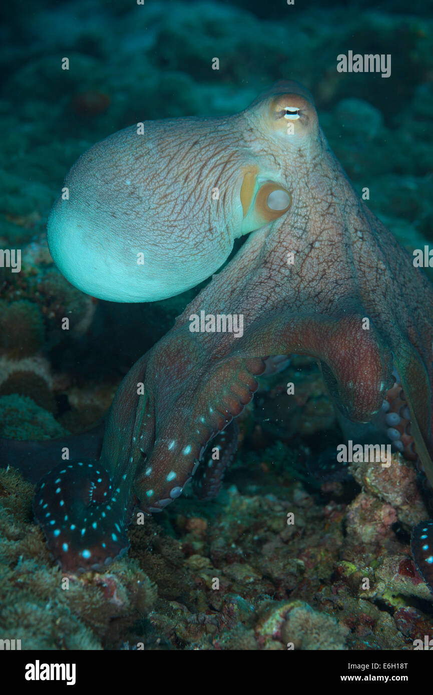 Octopus indian ocean hi-res stock photography and images - Alamy