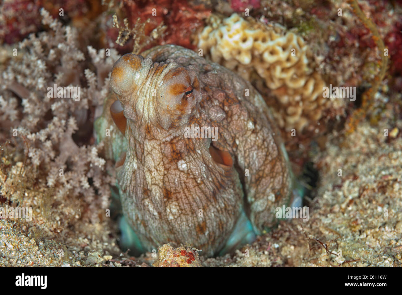 Indian Ocean Octopus High Resolution Stock Photography and Images - Alamy