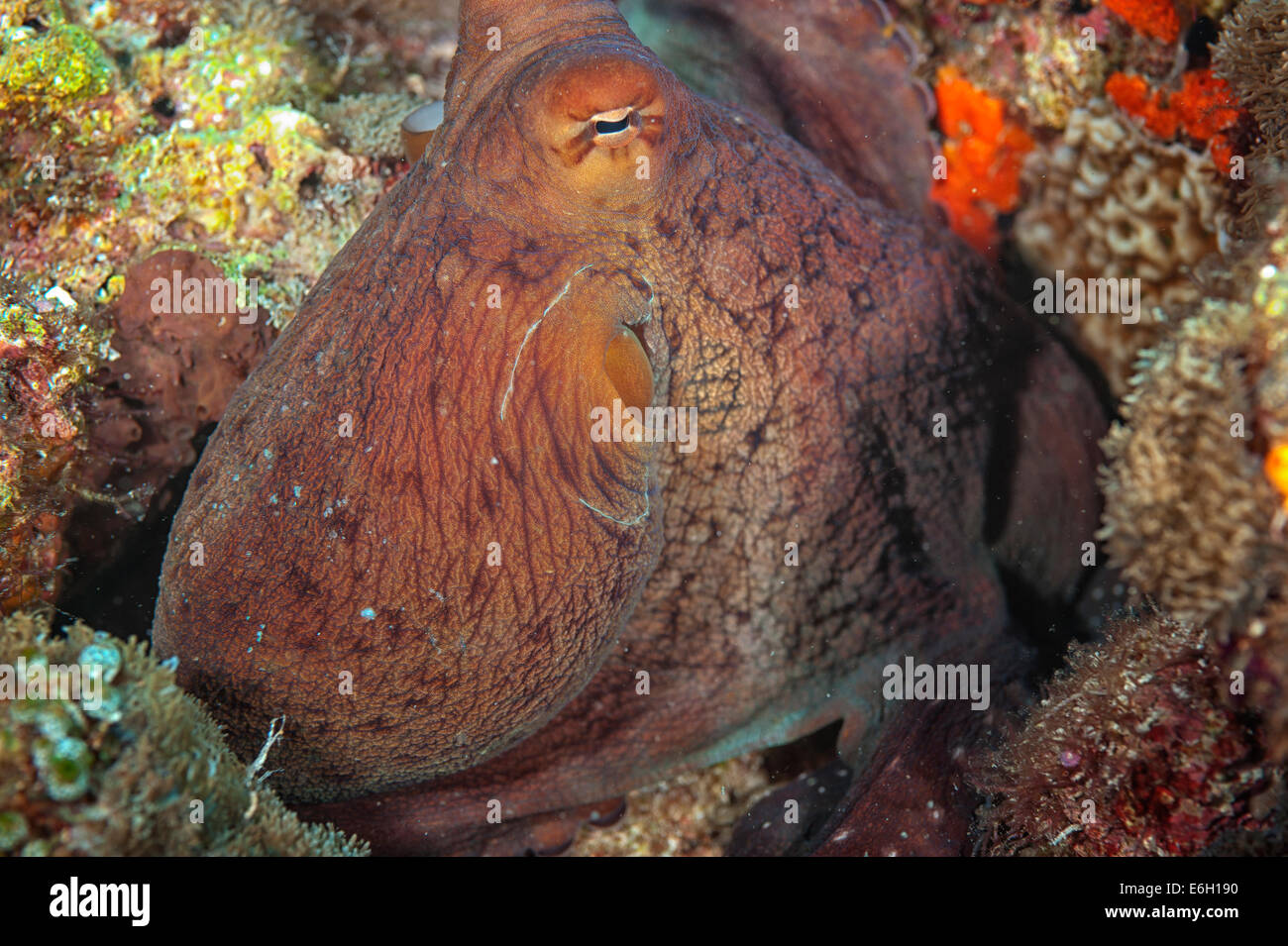 Day octopus in Maldives, Indian Ocean Stock Photo - Alamy