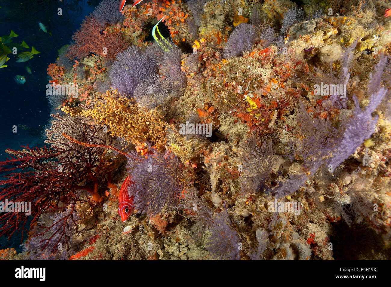 Sea fans in Maldives, Indian Ocean Stock Photo - Alamy