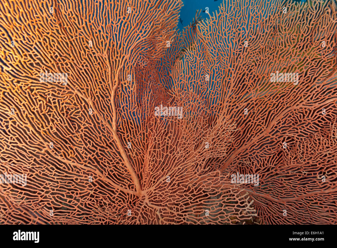 Gorgonian fan in Maldives, Indian Ocean Stock Photo - Alamy