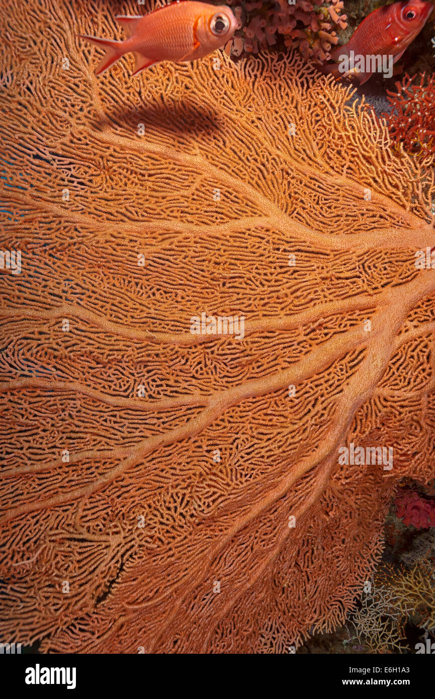 Gorgonian fan in Maldives, Indian Ocean Stock Photo - Alamy