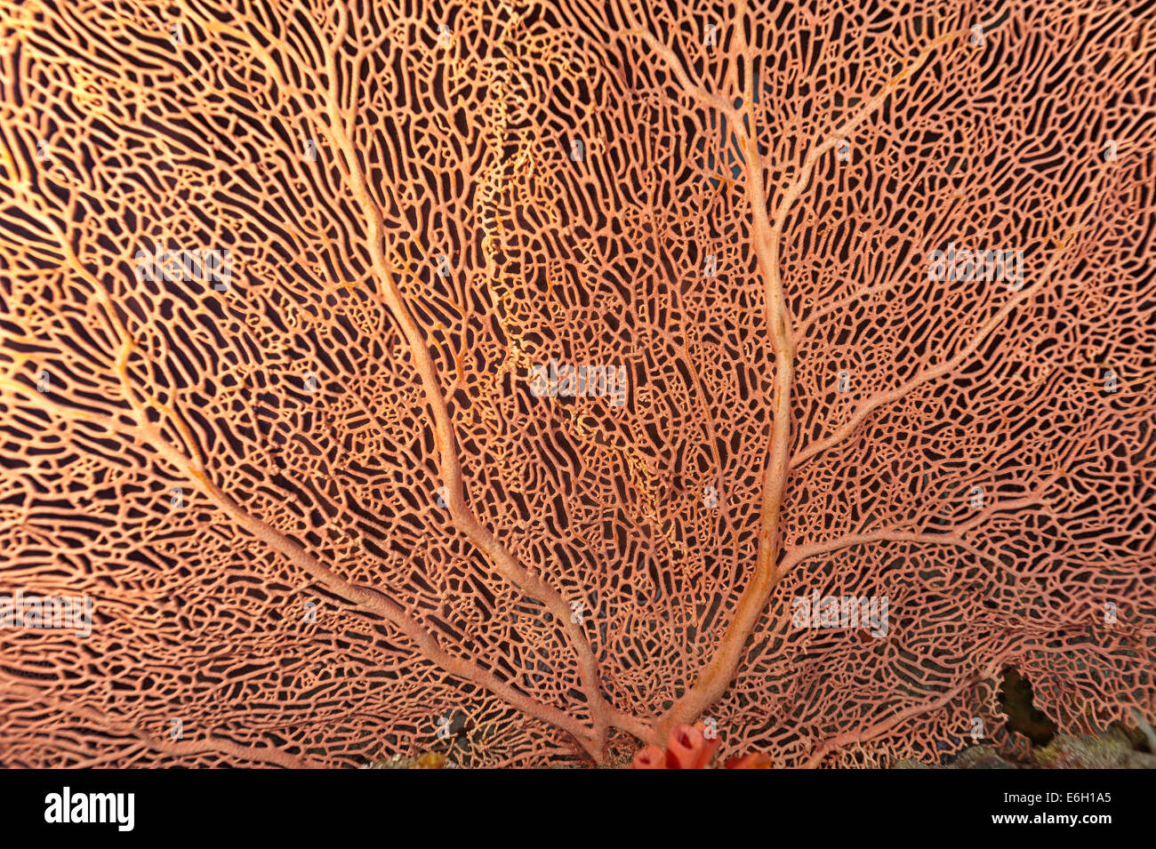 Gorgonian fan hi-res stock photography and images - Alamy