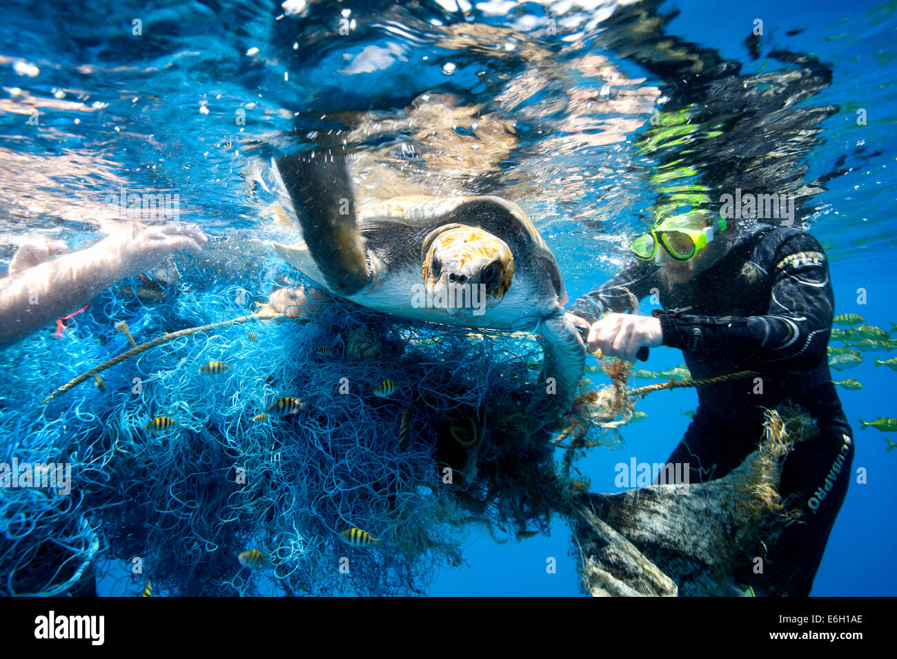 Loggerhead turtle caught in a net in Maldives, Indian Ocean Stock Photo ...