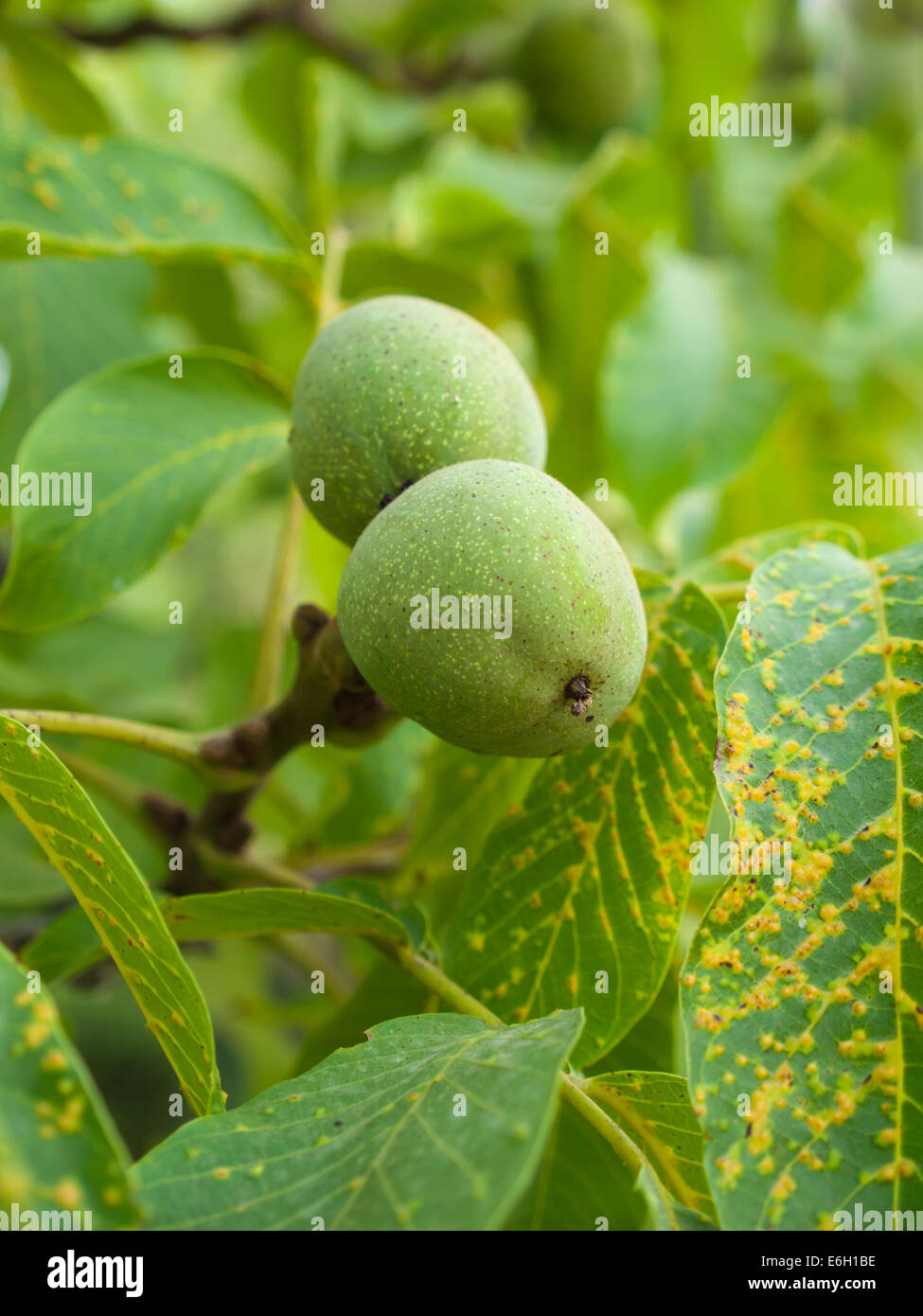 ripening green walnuts on a leafy green walnut tree Stock Photo - Alamy