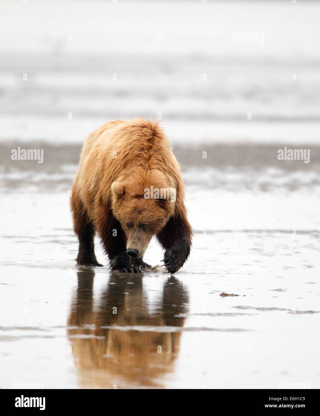 Bear flats hi-res stock photography and images - Alamy