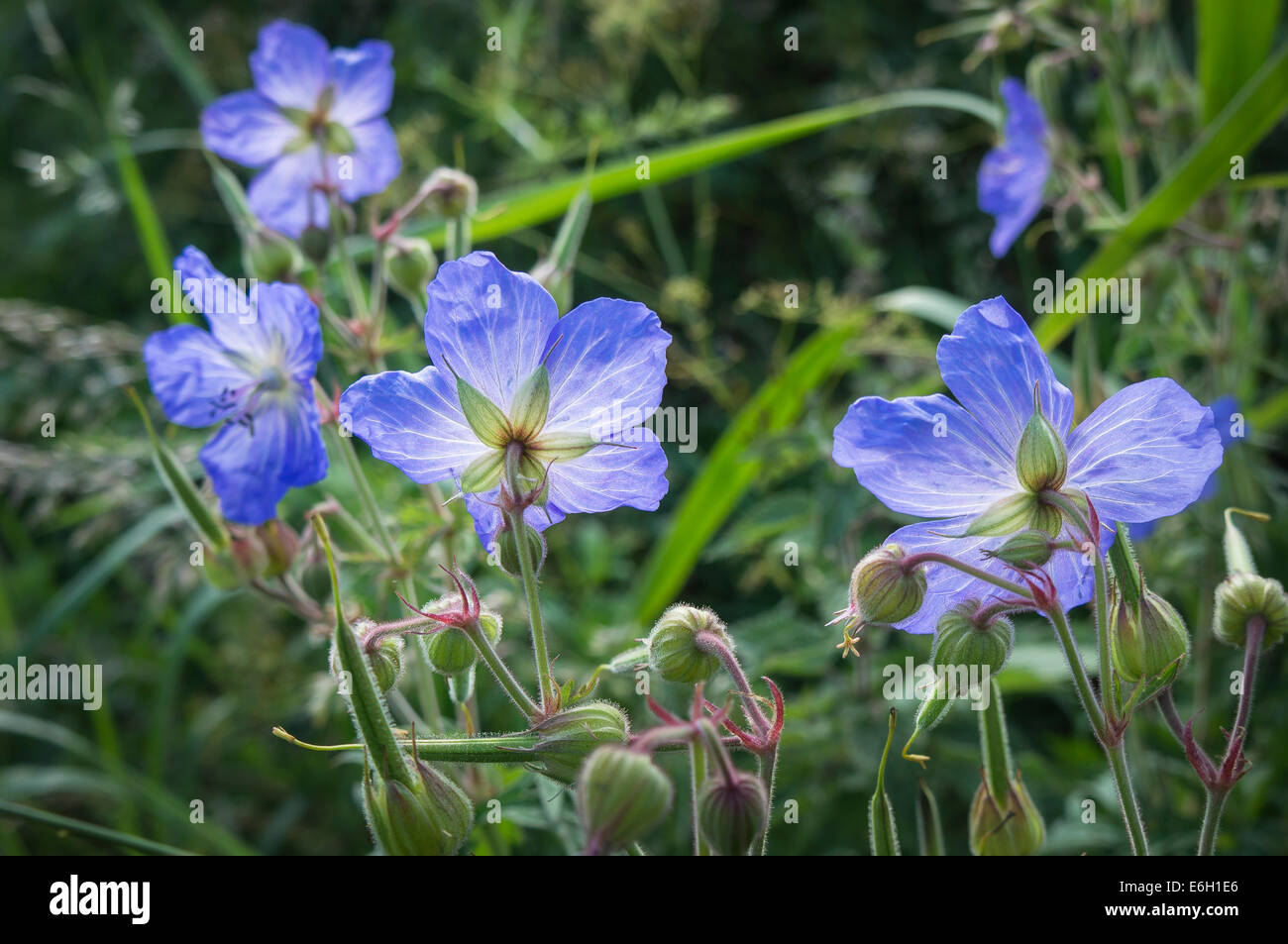 British wildflowers cranesbill hi-res stock photography and images - Alamy