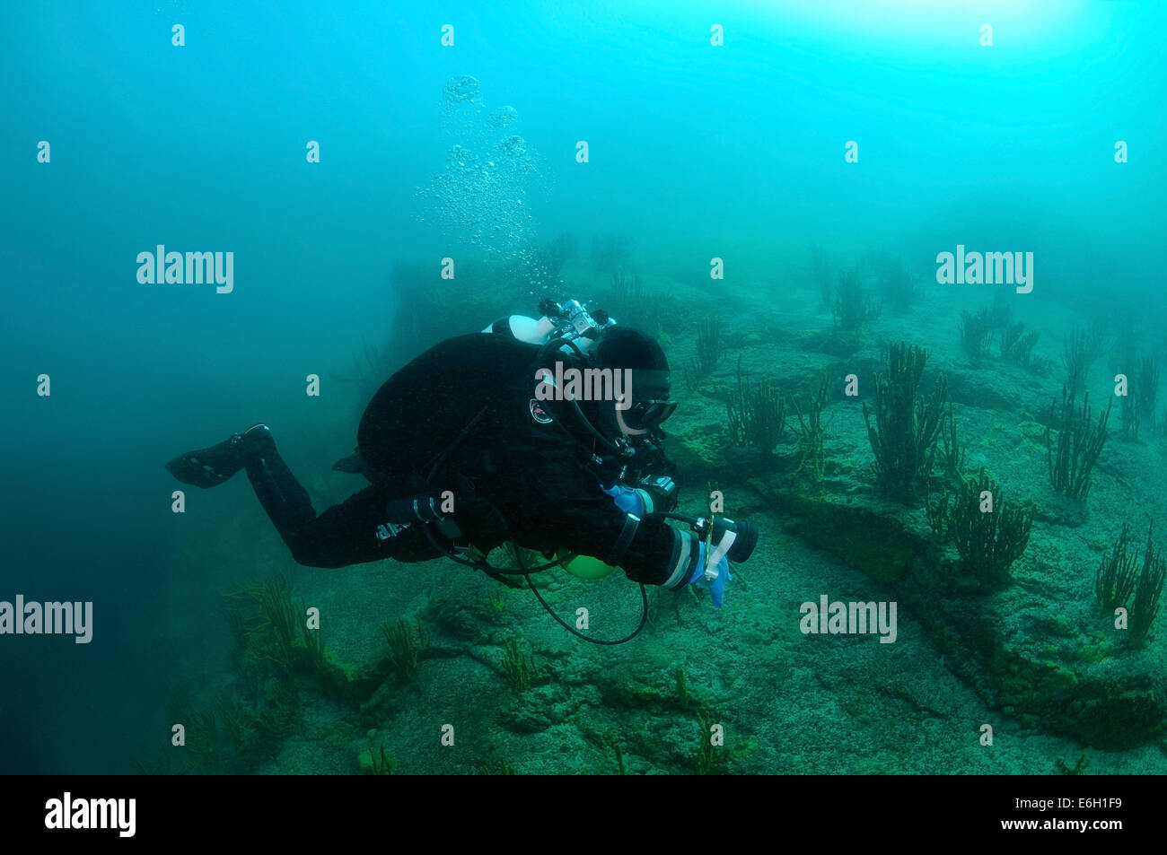 Diver, lake Baikal, Siberia, Russia, Eurasia Stock Photo - Alamy