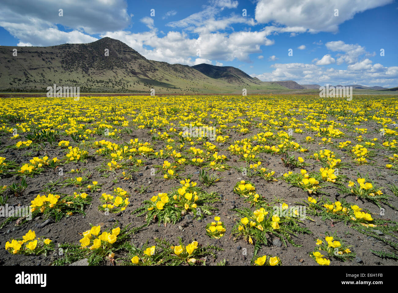Yellow Tansy-leaved Evening Primrose and Steens Mountain. Oregon Stock ...