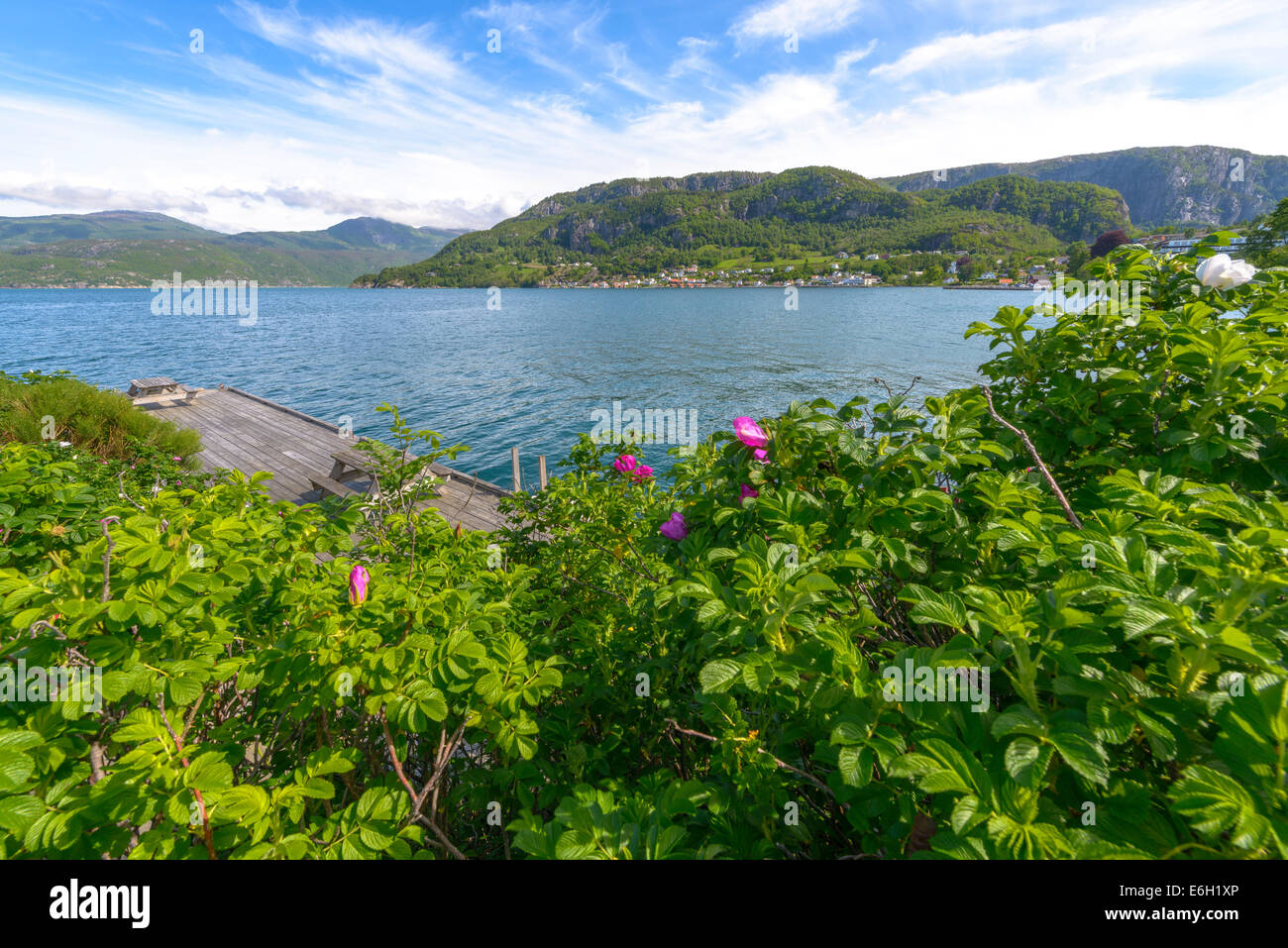 Norway spring landscape flowers hi-res stock photography and images - Alamy