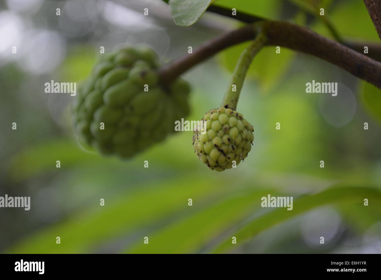 Atis fruit hi-res stock photography and images - Alamy