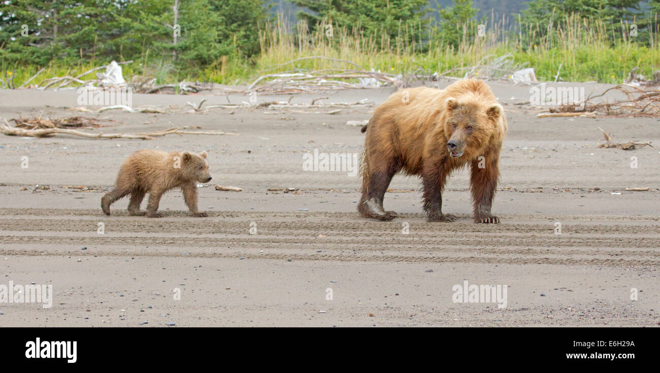 Bear cub on the beach hi-res stock photography and images - Alamy