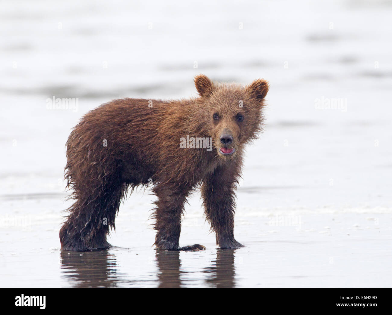Alaska Brown Bear Spring Cub Stock Photo - Alamy