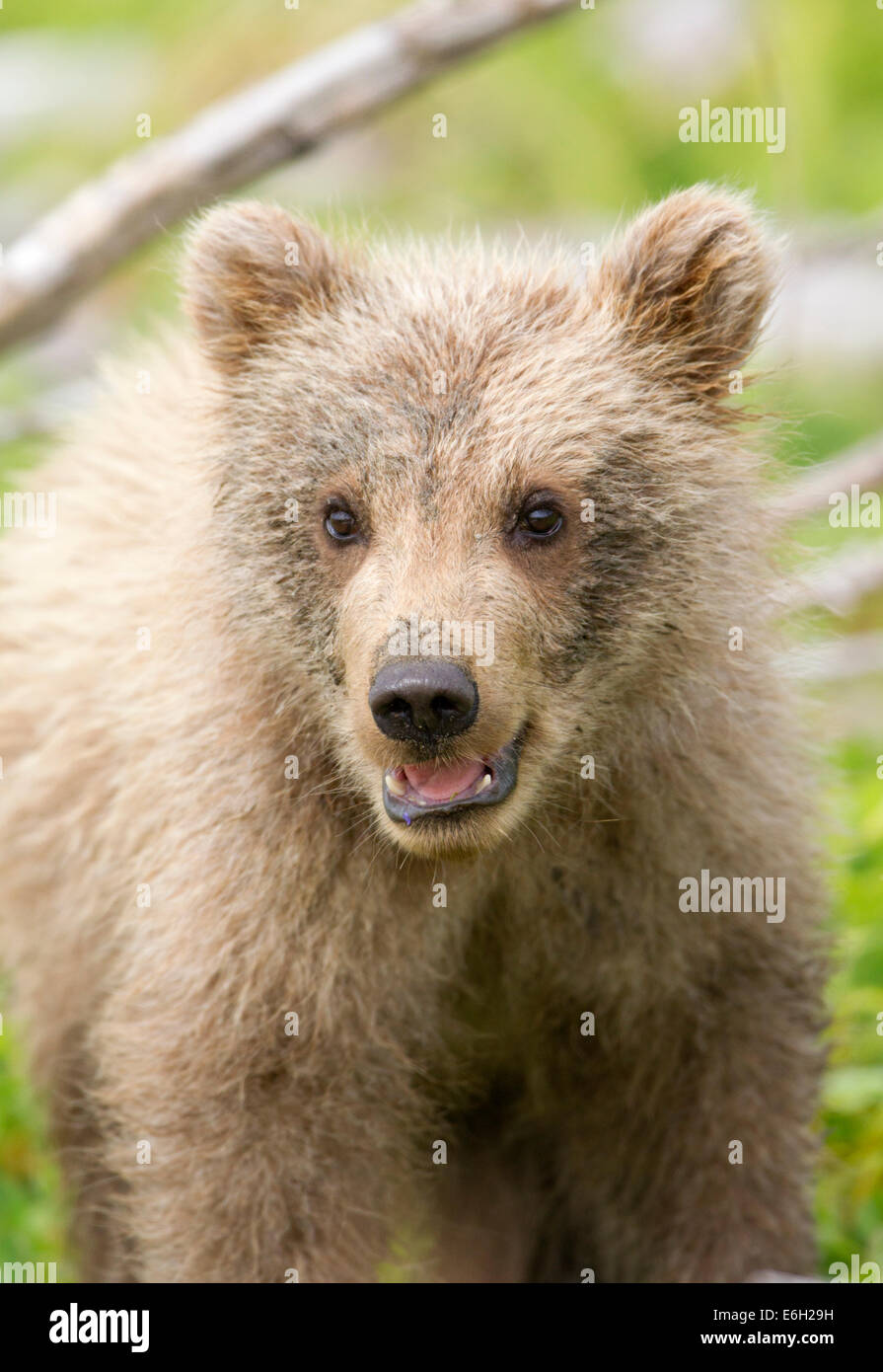 Alaska Brown Bear Spring Cub Portrait Stock Photo - Alamy