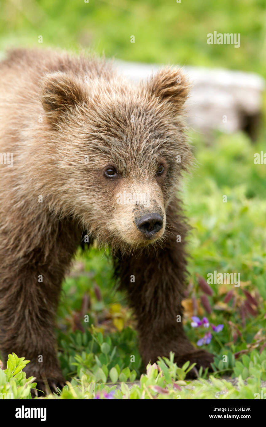 Alaskan Brown Bear Spring Cub Stock Photo - Alamy
