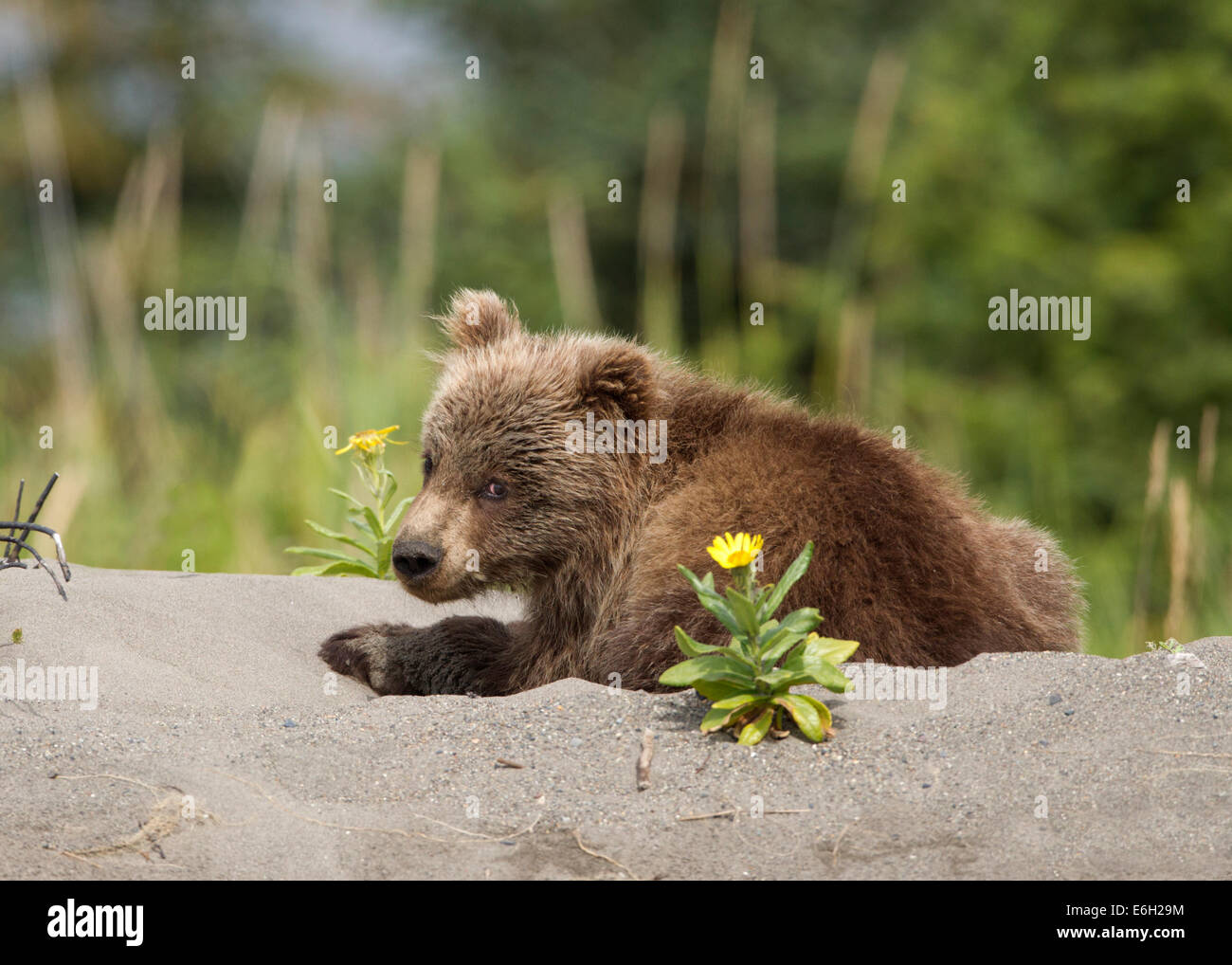Alaska Brown Bear Spring Cub Lying on Beach Stock Photo - Alamy
