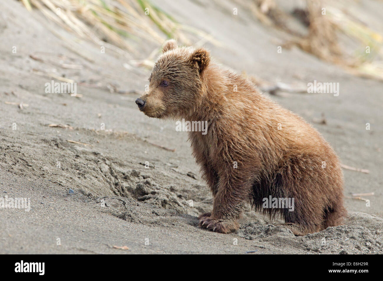 Alaska Brown Bear Spring Cub on Beach Stock Photo - Alamy