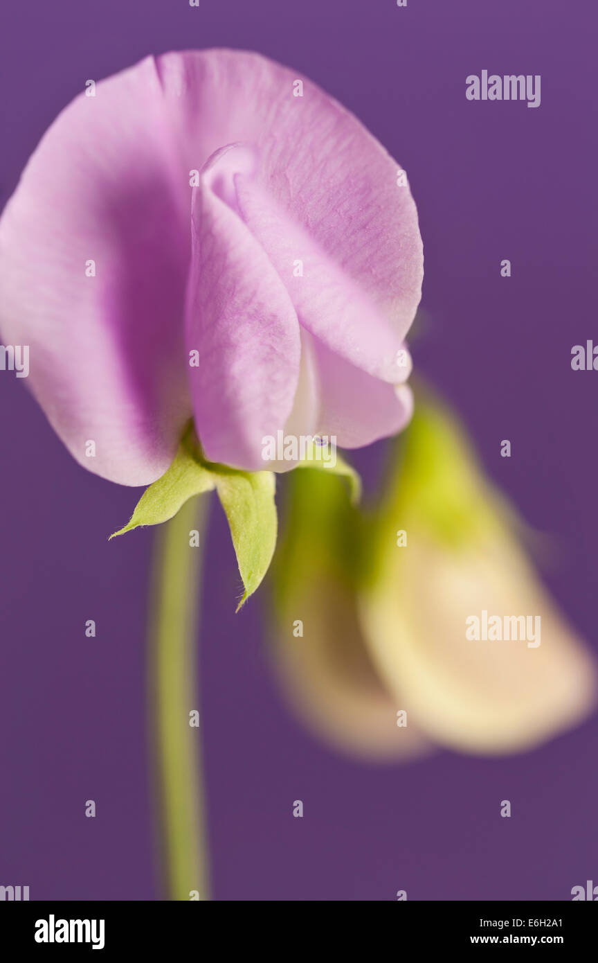 A Sweet Pea flower Stock Photo - Alamy