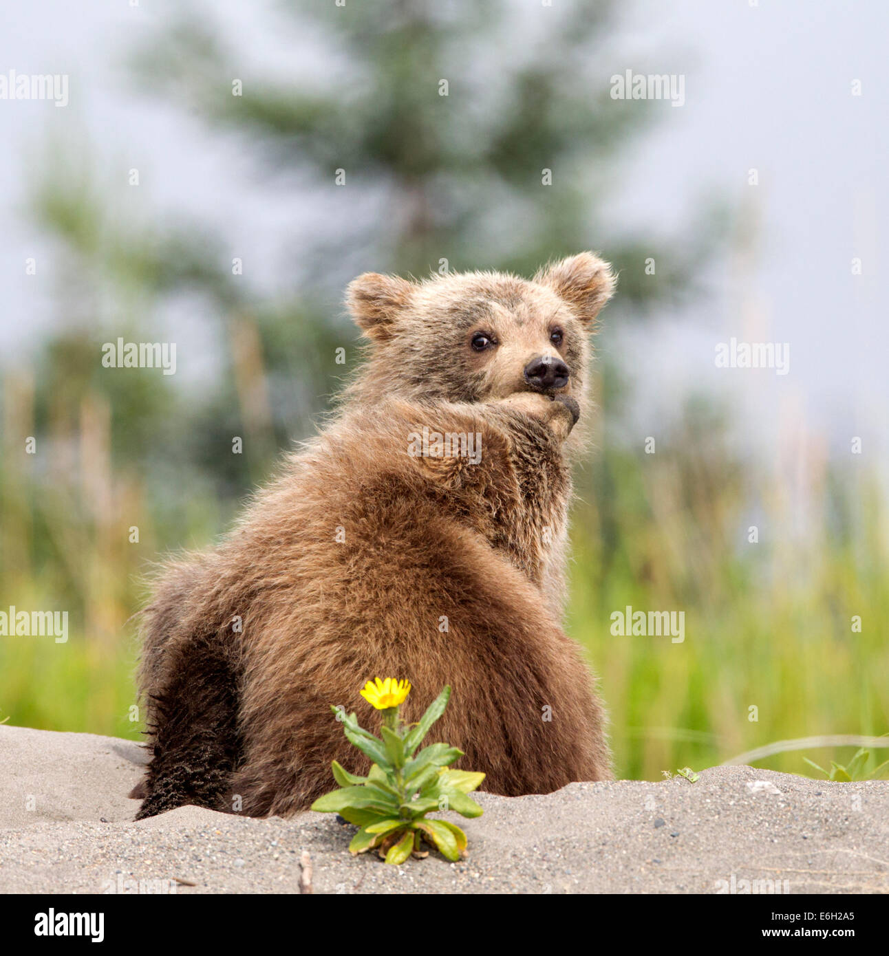 Alaska Brown Bear Spring Cubs Playing Stock Photo - Alamy
