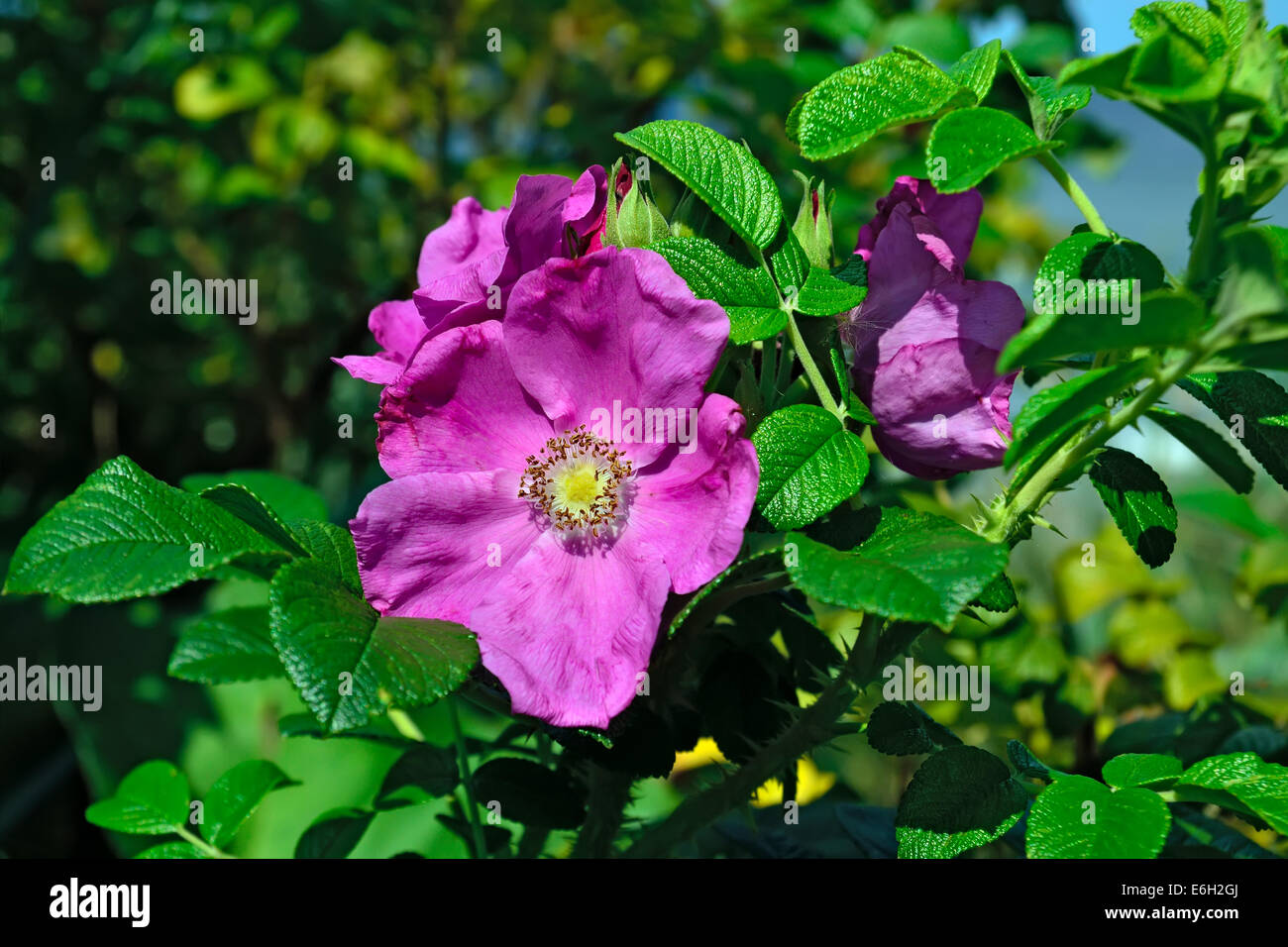 Medicinal rosehip flowers hi-res stock photography and images - Alamy