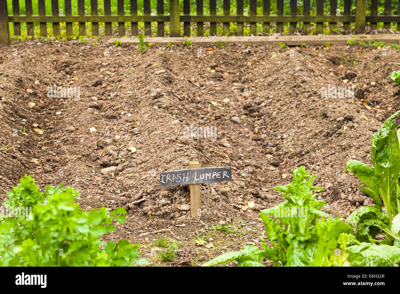Potato Ireland Stock Photos & Potato Ireland Stock Images - Alamy