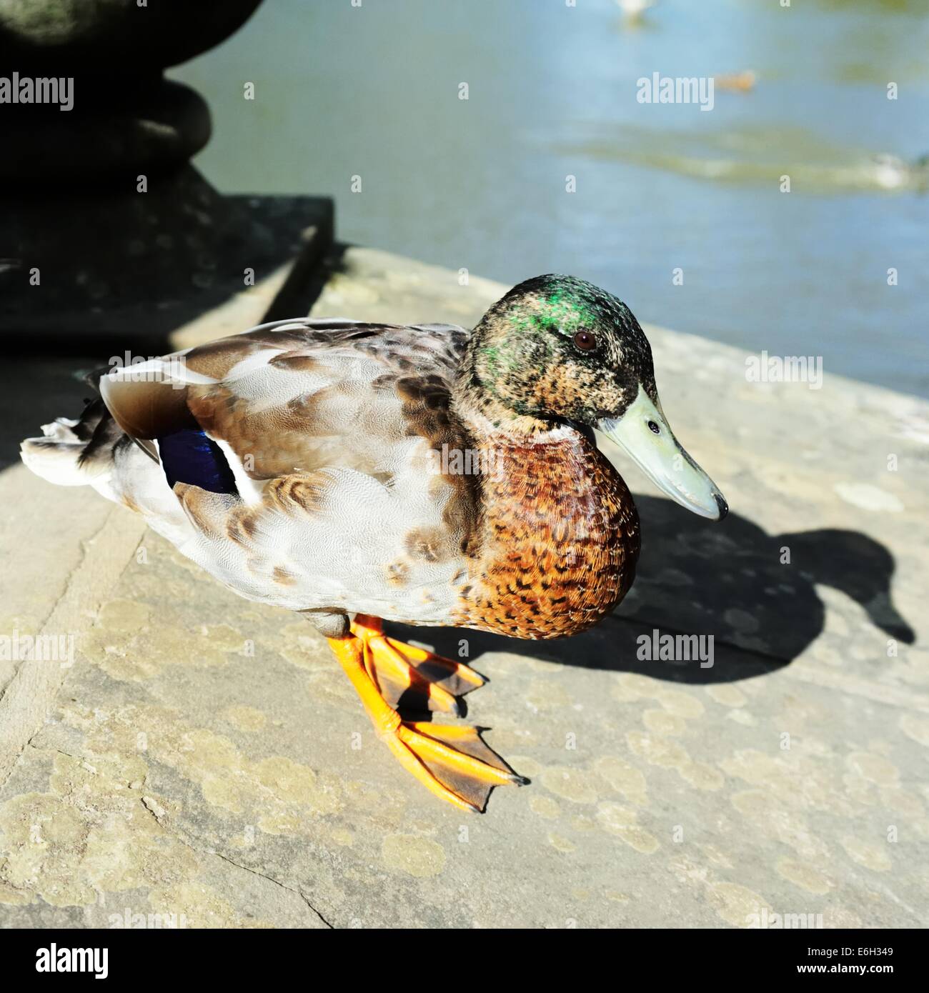 MAllard Duck in the sunshine Stock Photo - Alamy