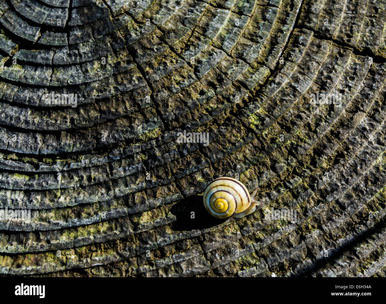 Spiral log hi-res stock photography and images - Alamy