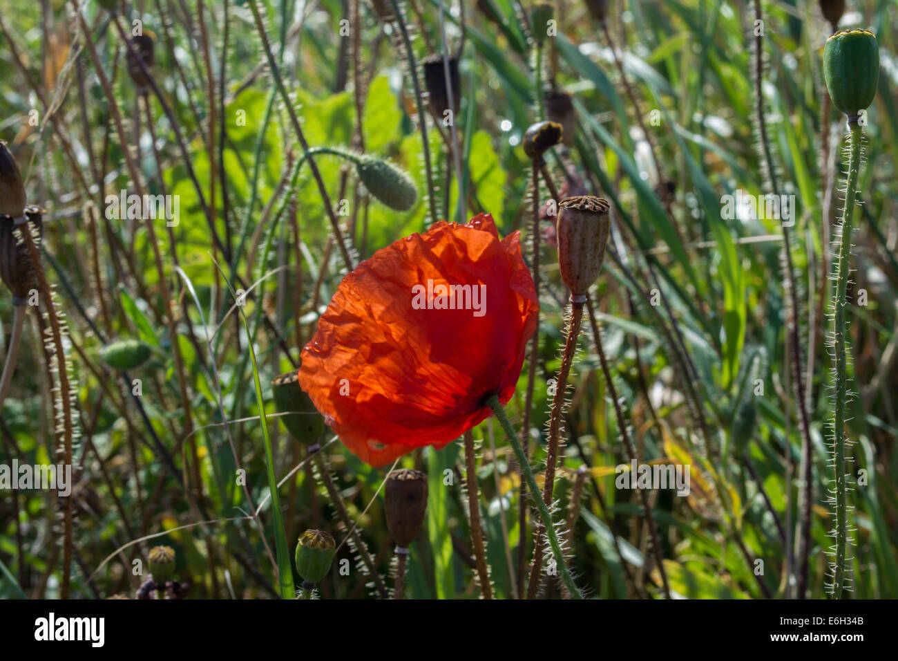 Poppy seeds seedheads hi-res stock photography and images - Alamy