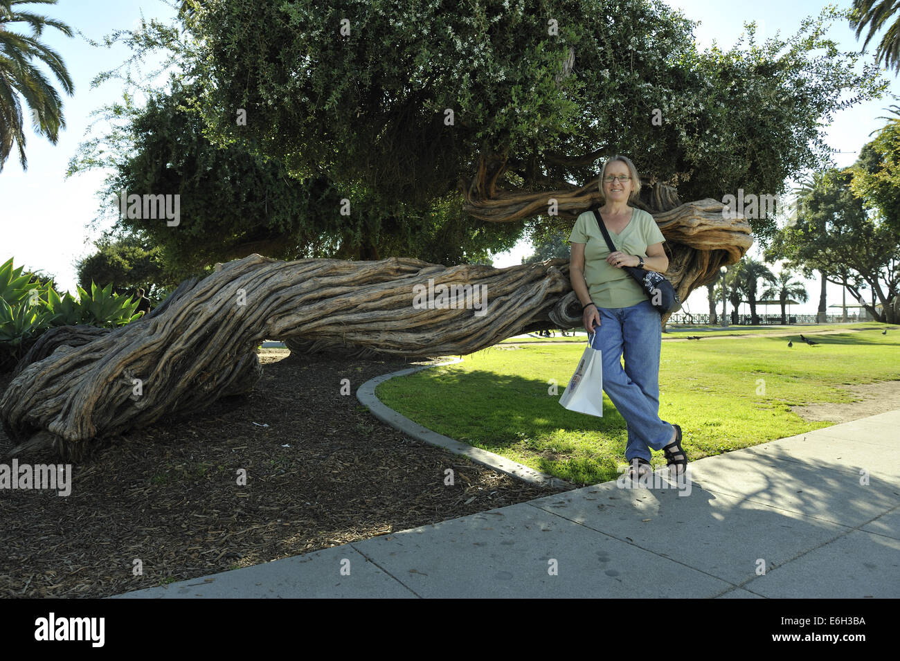 The leaning tree hi-res stock photography and images - Alamy
