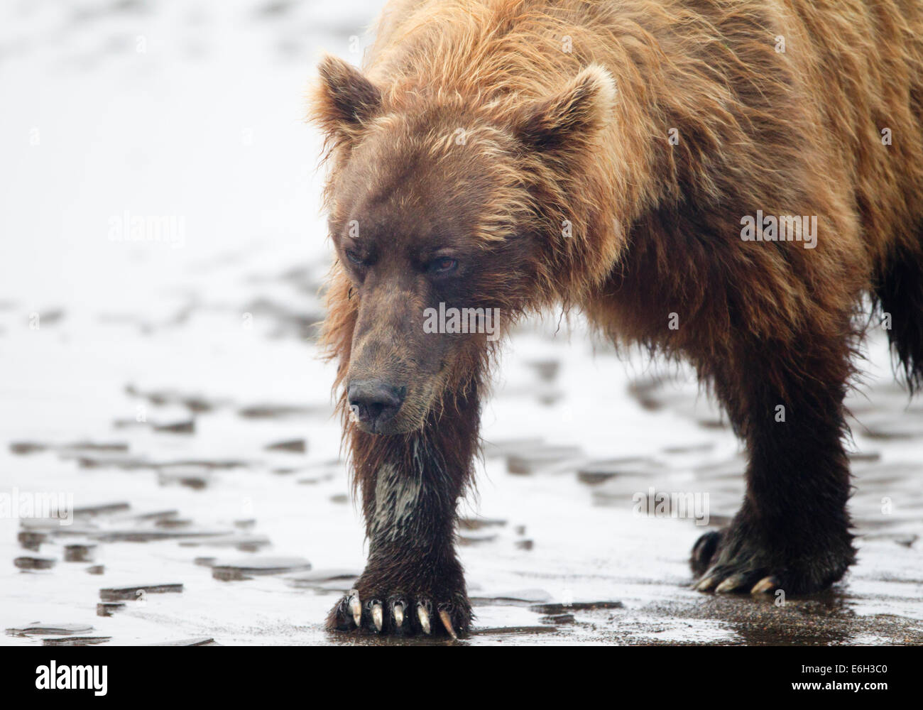 Alaska Brown Bear Boar Stock Photo - Alamy