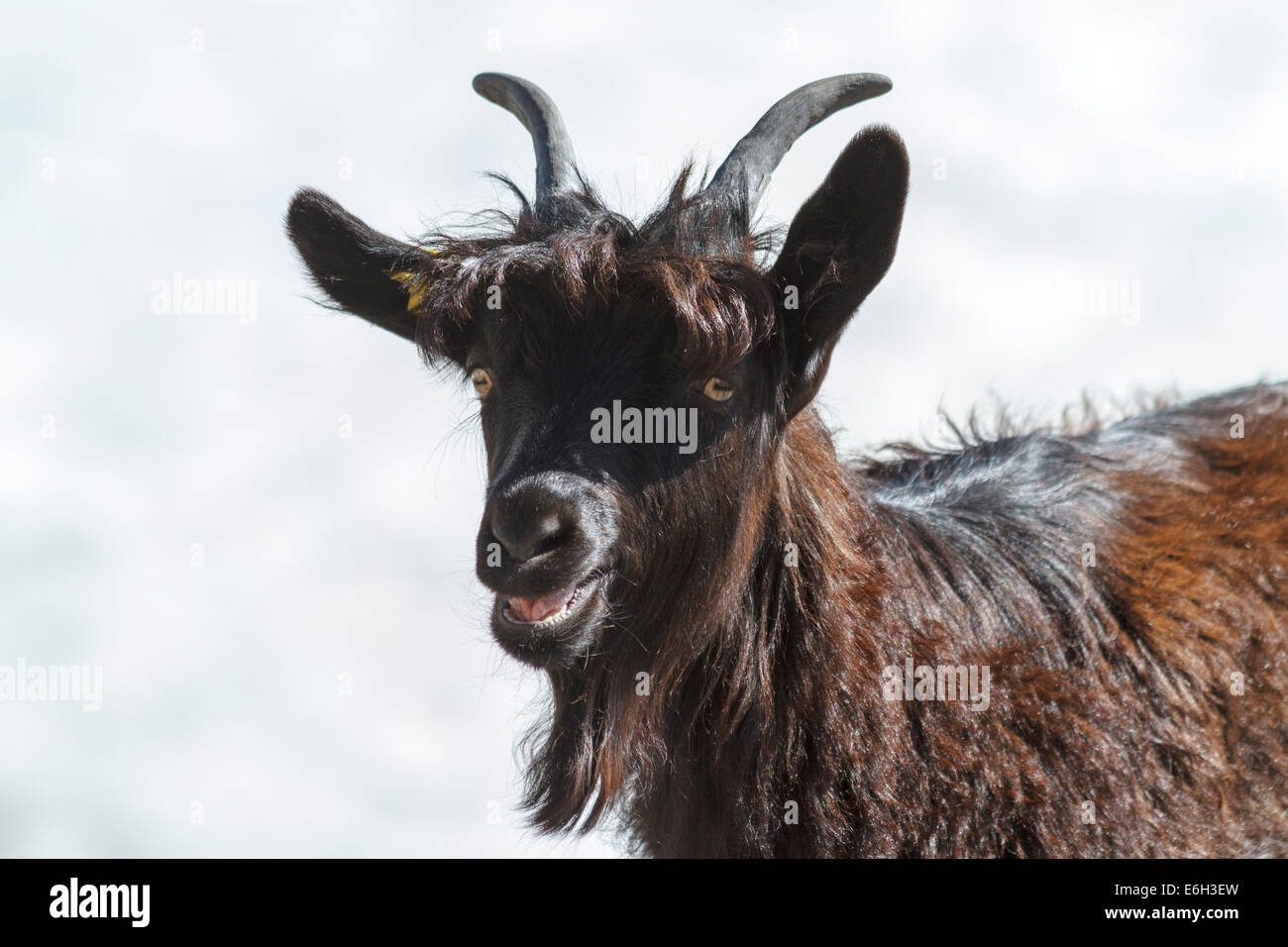 Valais Blackneck Goat, Zermatt, Switzerland Stock Photo - Alamy